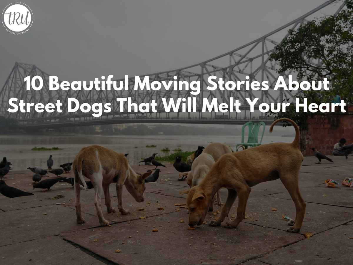 10 Beautiful Moving Stories About Street Dogs That Will Melt Your Heart ...